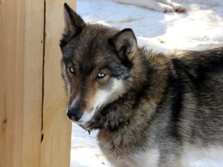 Husky Markings and Colors: A Look At The Rarest Patterns