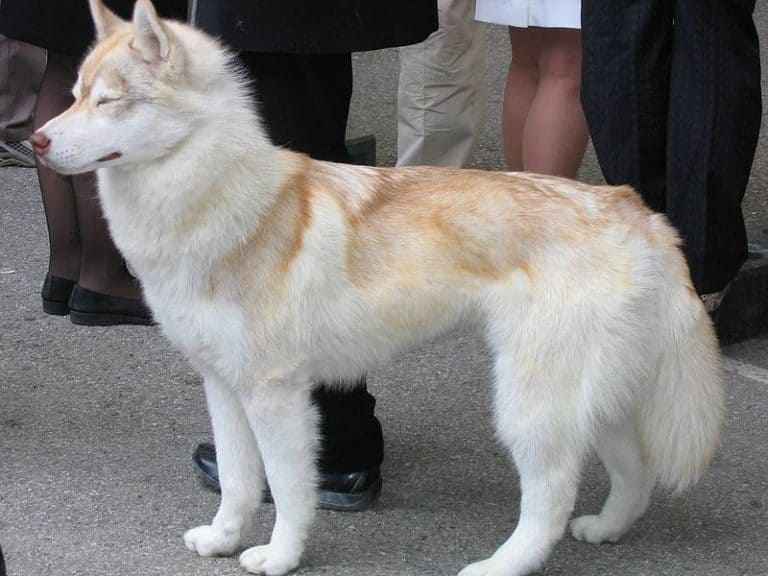 Husky Markings and Colors: A Look At The Rarest Patterns