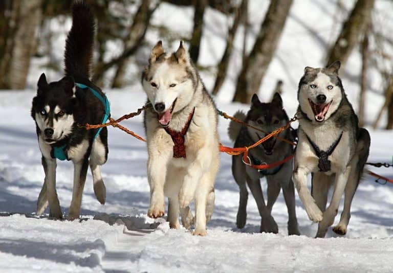 Husky Markings and Colors: A Look At The Rarest Patterns