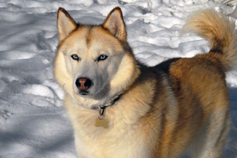 Husky Markings and Colors: A Look At The Rarest Patterns