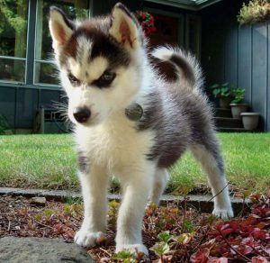 21 Cute Pictures of Miniature Huskies: + 21 Fun Facts