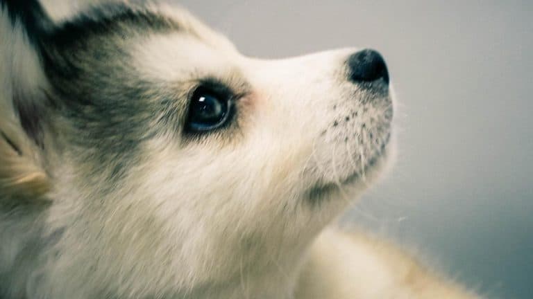 21 Cute Pictures of Miniature Huskies: + 21 Fun Facts