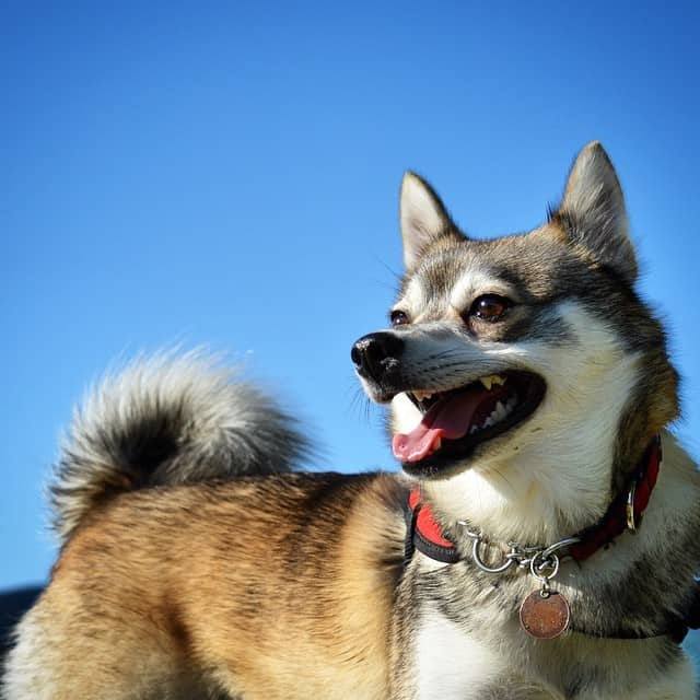 List of Mini Husky Breeders: Find A Miniature Husky For Sale