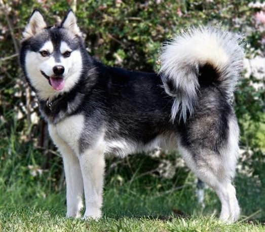 List of Mini Husky Breeders: Find A Miniature Husky For Sale