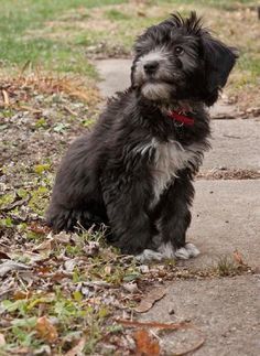 Mini Husky Mixes: #1 List of CUTE Small Husky Cross Breeds