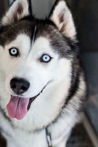 Red Husky Guide: Stunning Pics + How Much They Cost To Adopt