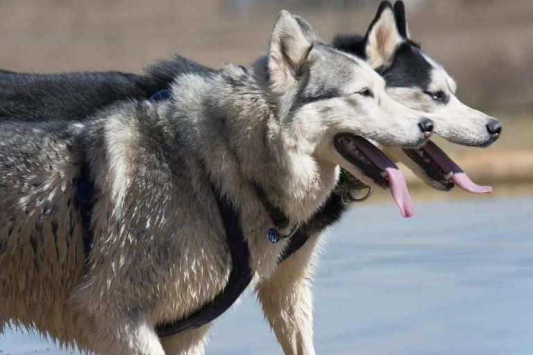 Wolf vs Husky: Oh Yes... There Are HUGE Differences!