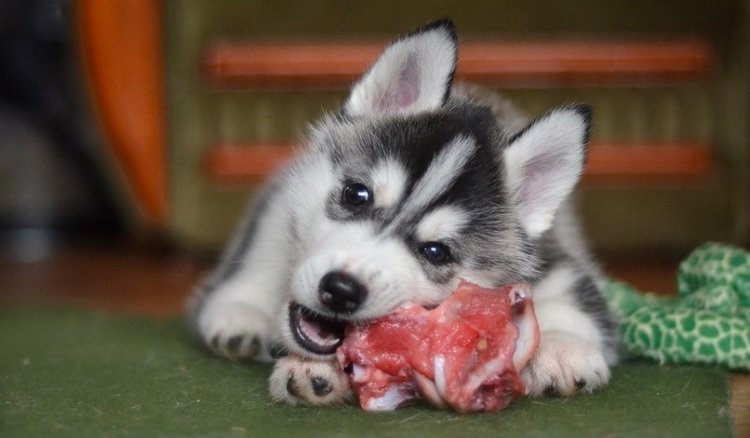 Best Dog Food For Huskies: 10 Healthy & Tasty Choices 2022