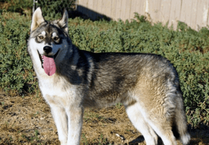 12 Popular Sled Dog Breeds [PICTURES]: Key Unique Traits